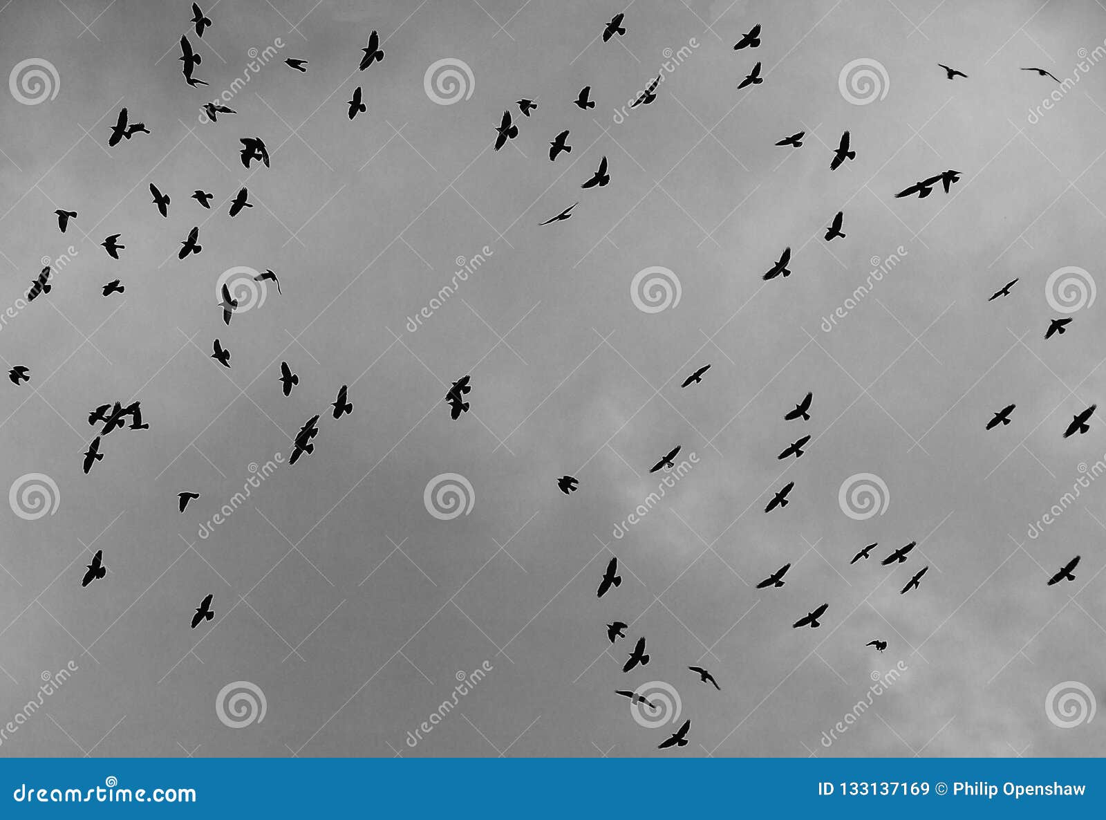 Flock of Crows Fly Against Dark Grey Clouds Stock Image - Image of ...