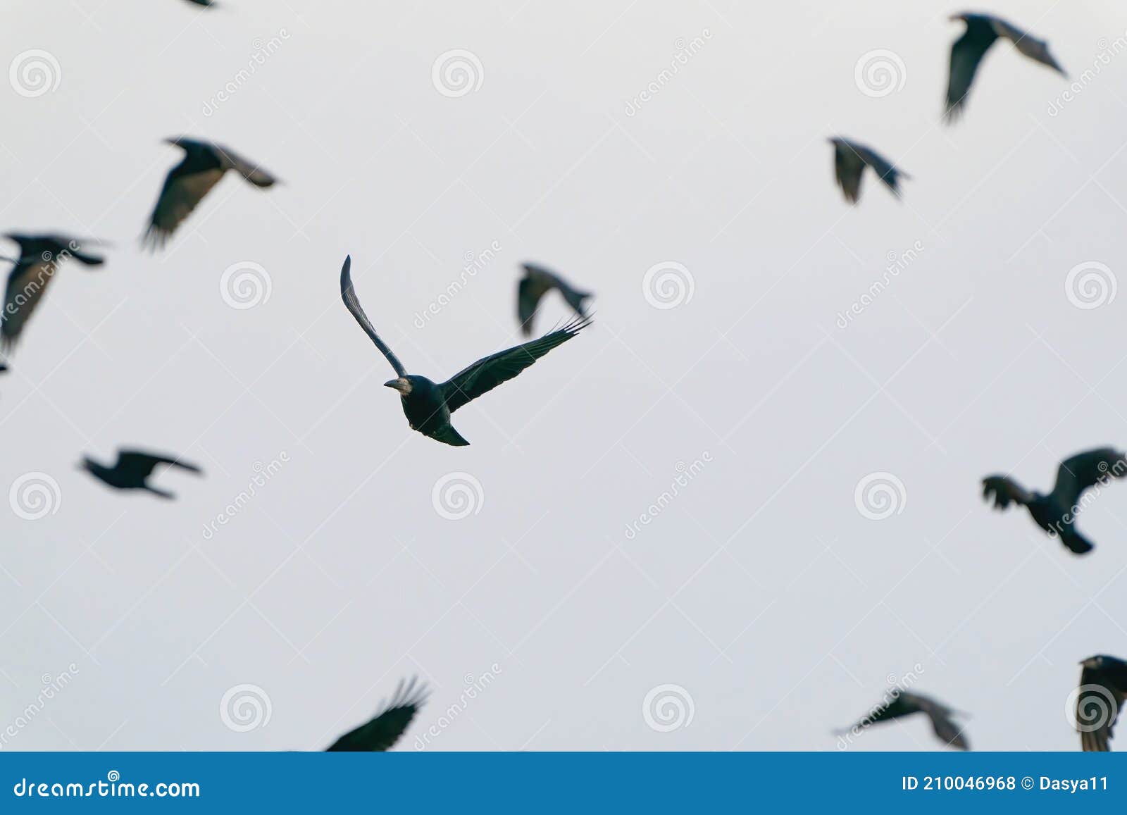 A Flock of Crows Fly in a Dramatic Blue Sky Stock Photo - Image of ...
