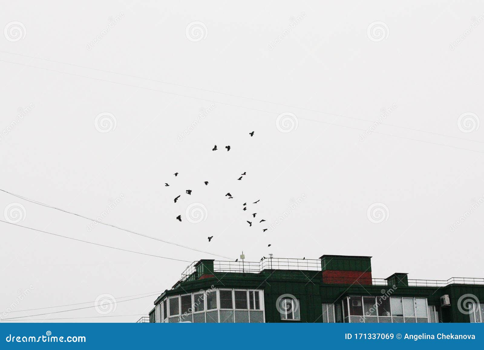 A Flock of Crows Fly Over the House Stock Image - Image of flock ...