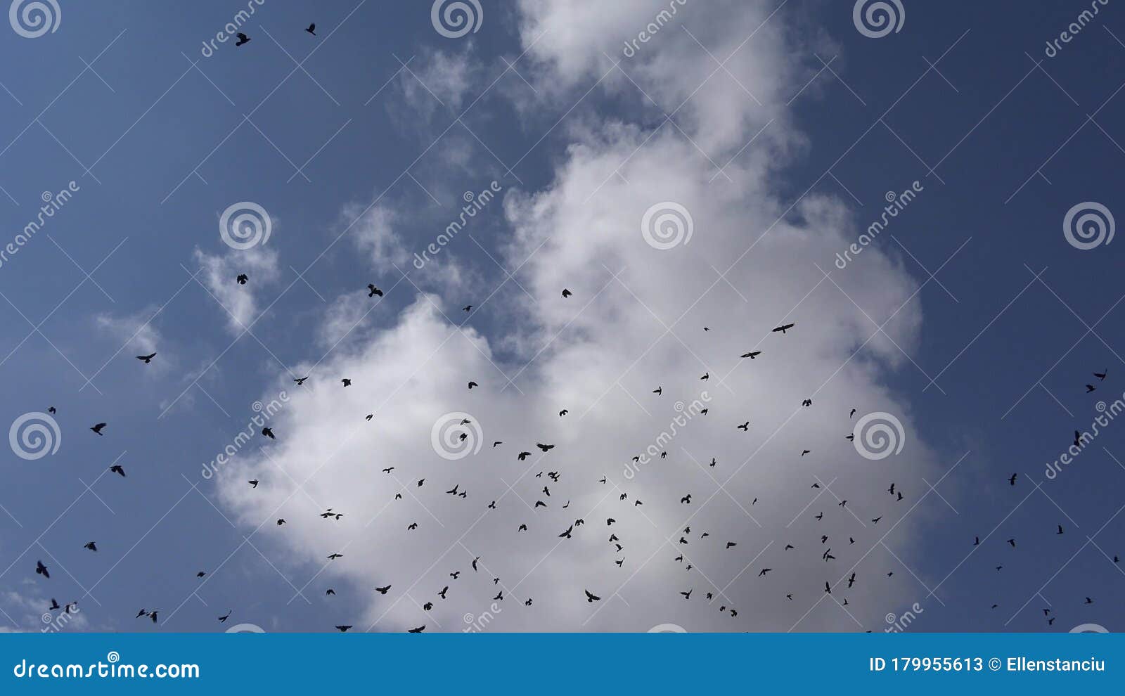 Flock of Crows Flying on Cloudy Sky, Ravens in Flight, Birds in Air ...