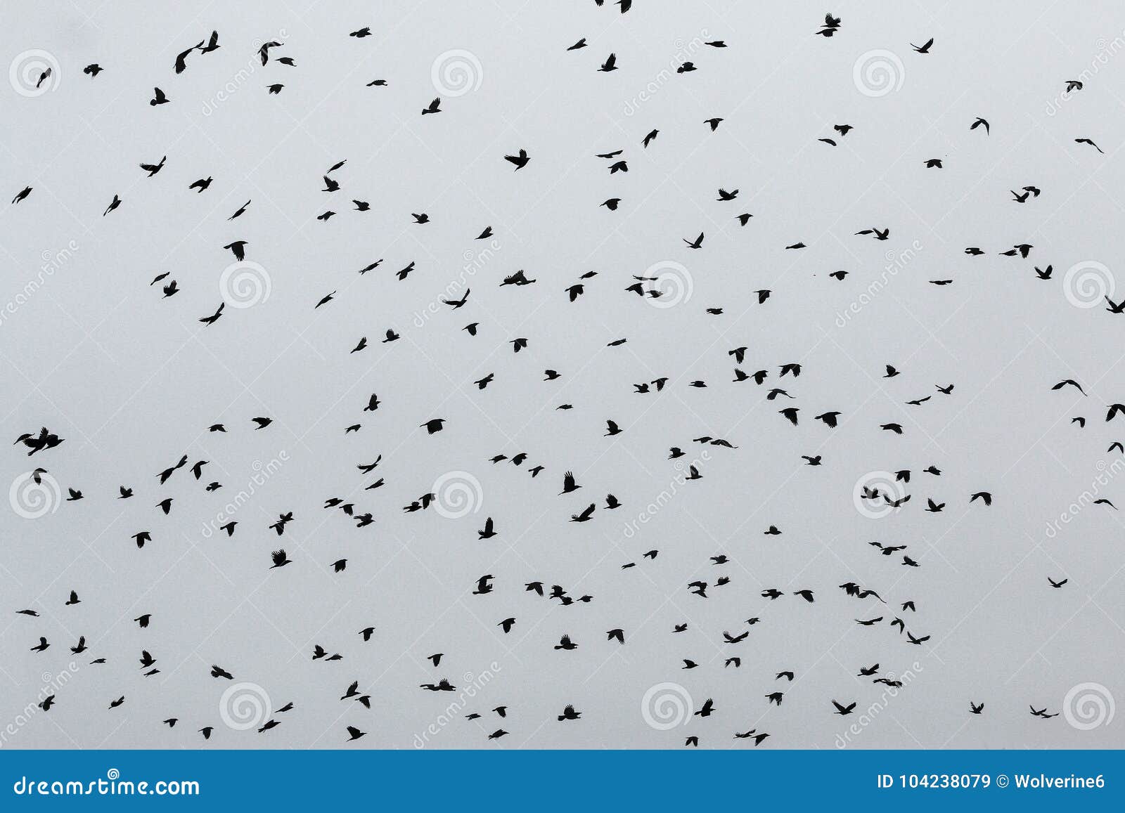 A Flock of Crows Flying High Stock Image - Image of contour, outline ...