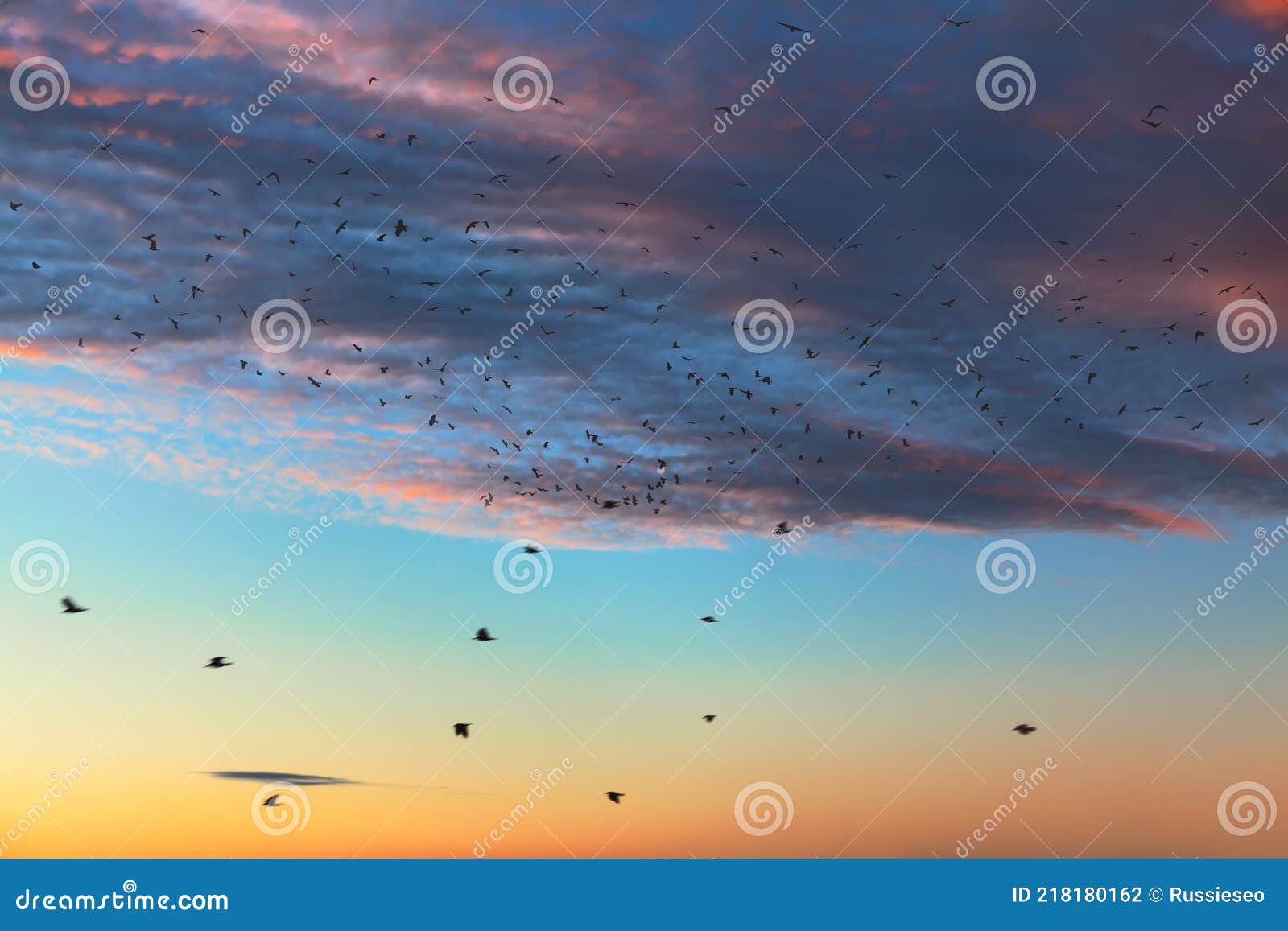 Flock of Crows Flying High in the Sky Stock Photo - Image of night ...