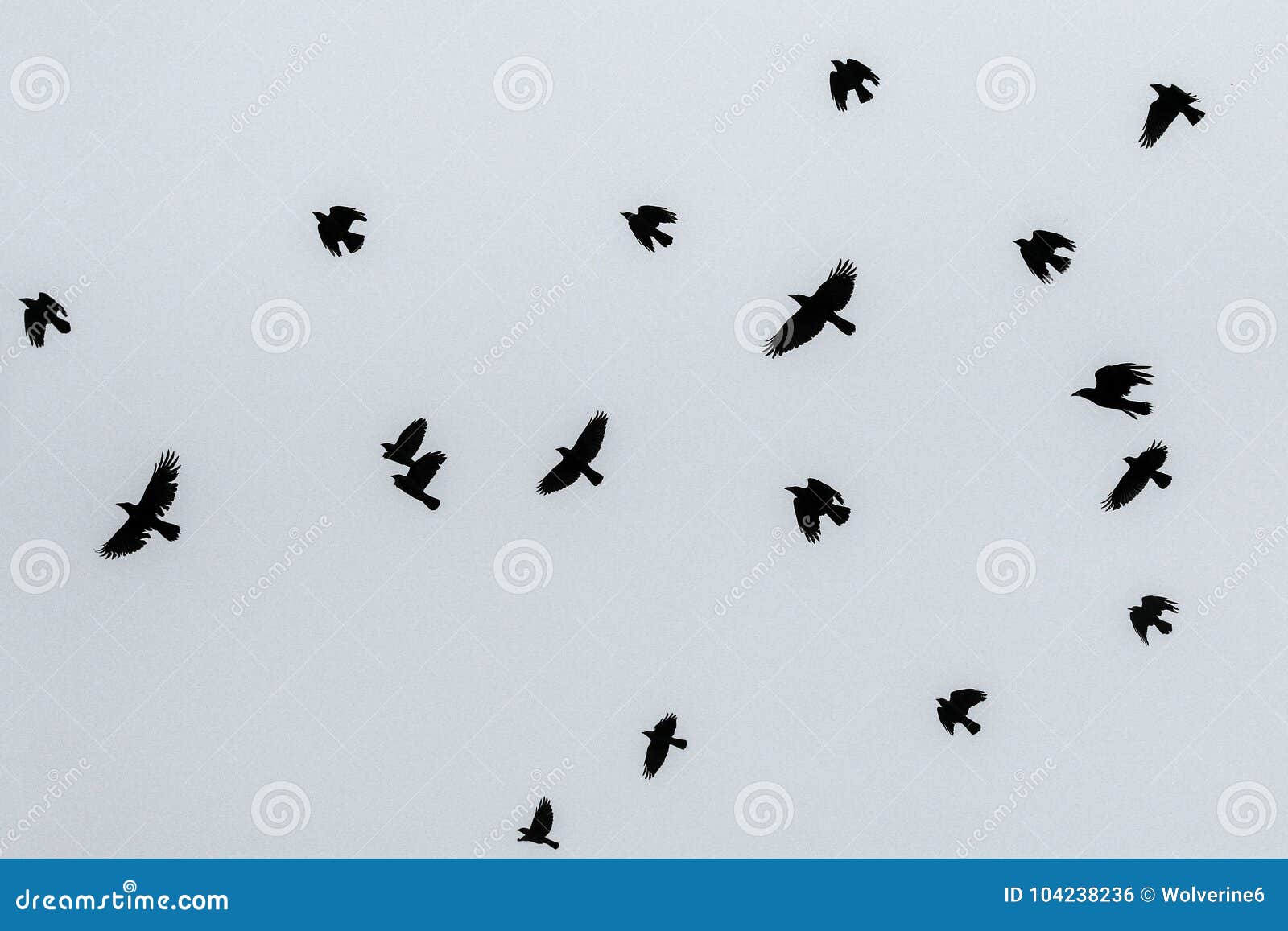 A Flock Of Crows Royalty-Free Stock Image | CartoonDealer.com #197355544