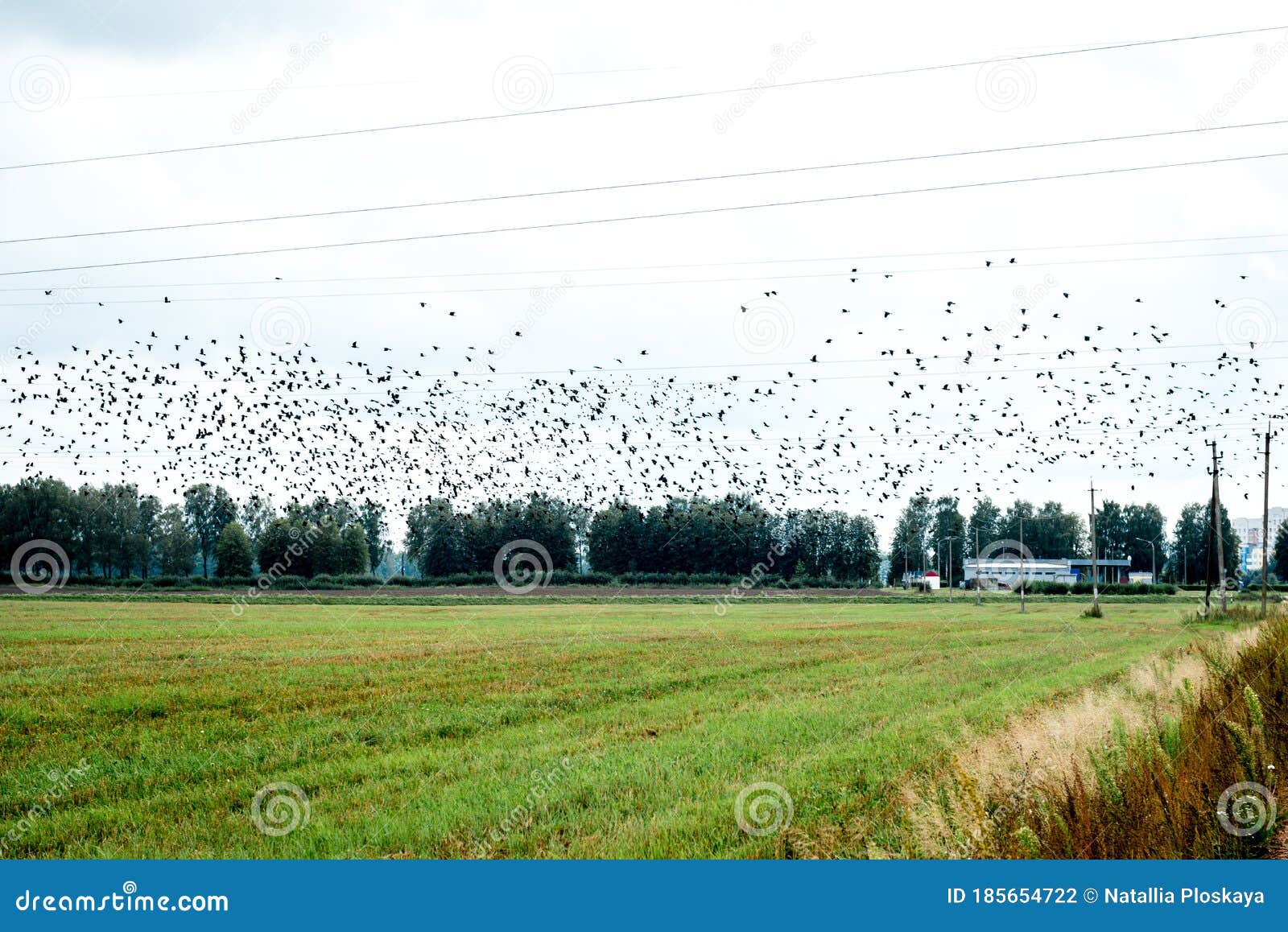 Flock of Crows Flying Over the Field Stock Photo - Image of voltage ...