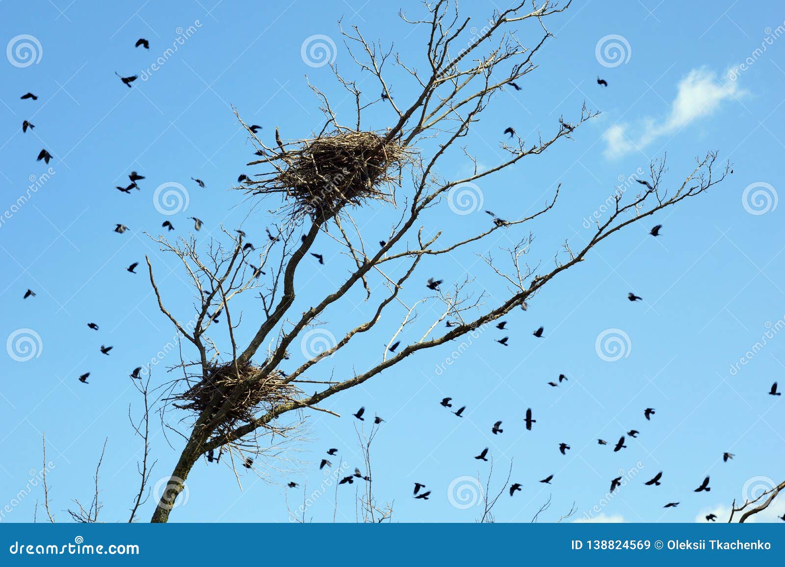 Crows In Trees, Darkness, Birds. Crows Nest, Big Black Bird Crowd ...