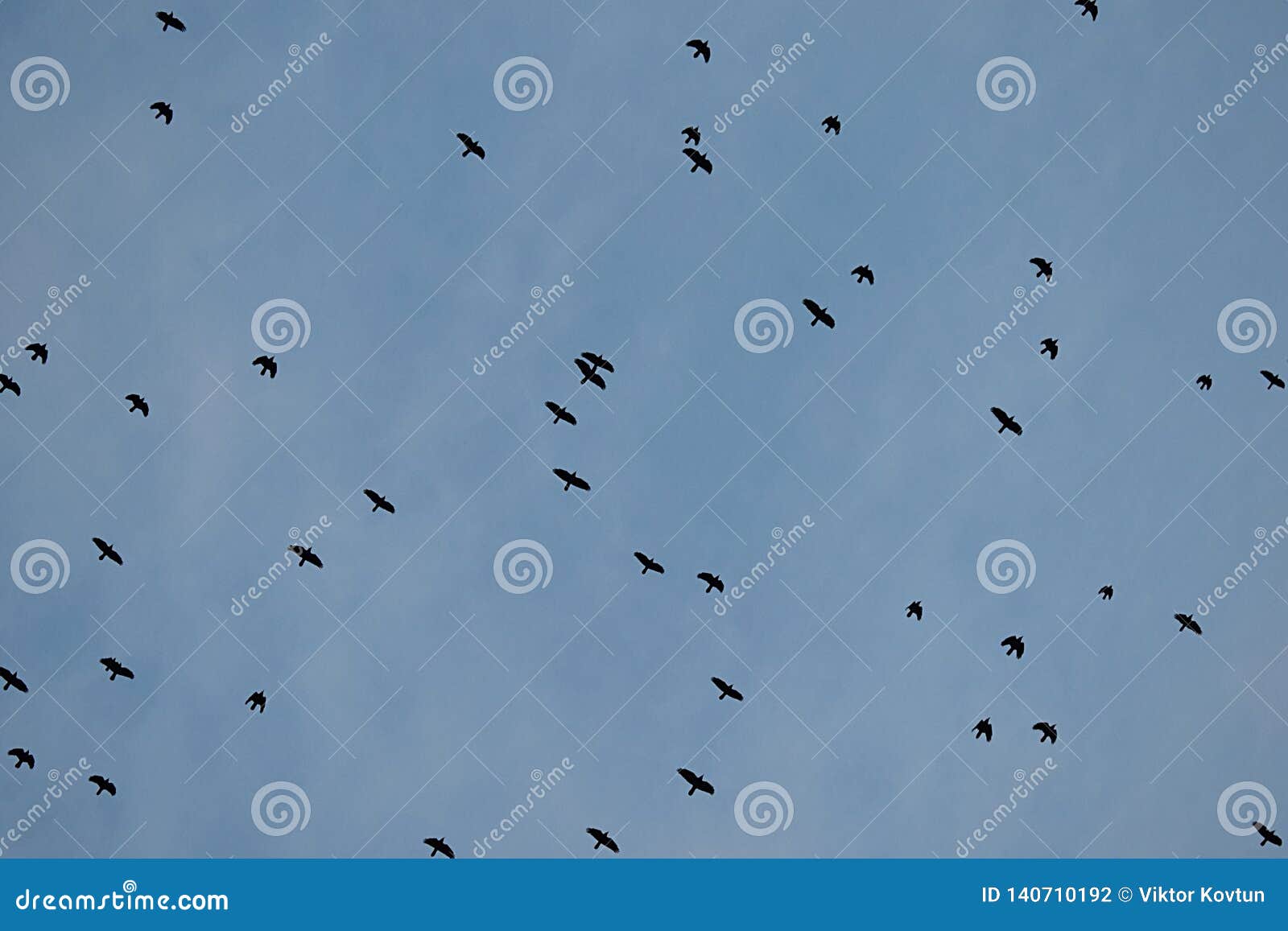 Flock of Crows High Up in Blue Sky Stock Photo - Image of bevy ...