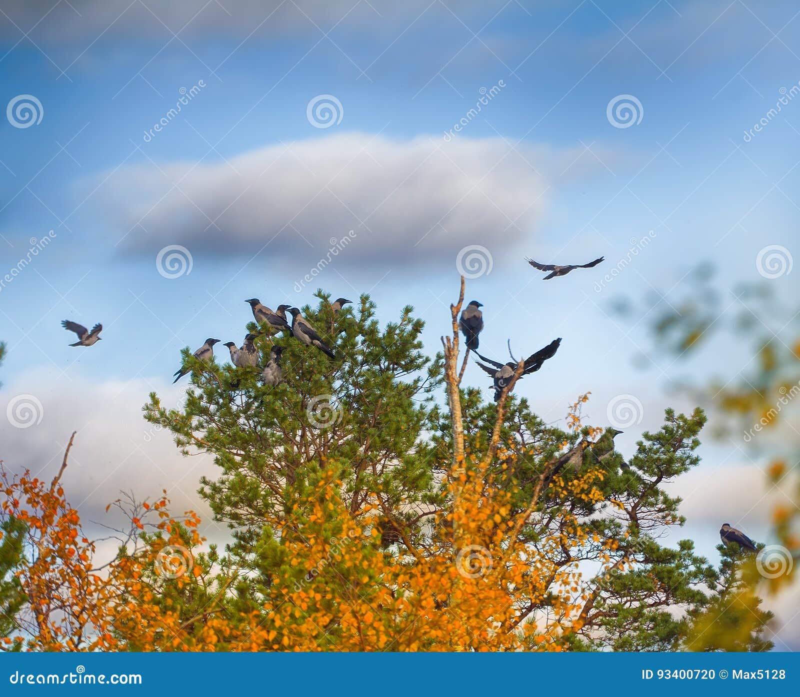Flock of Crows Resting in Crown of Pine Stock Photo - Image of hoodie ...