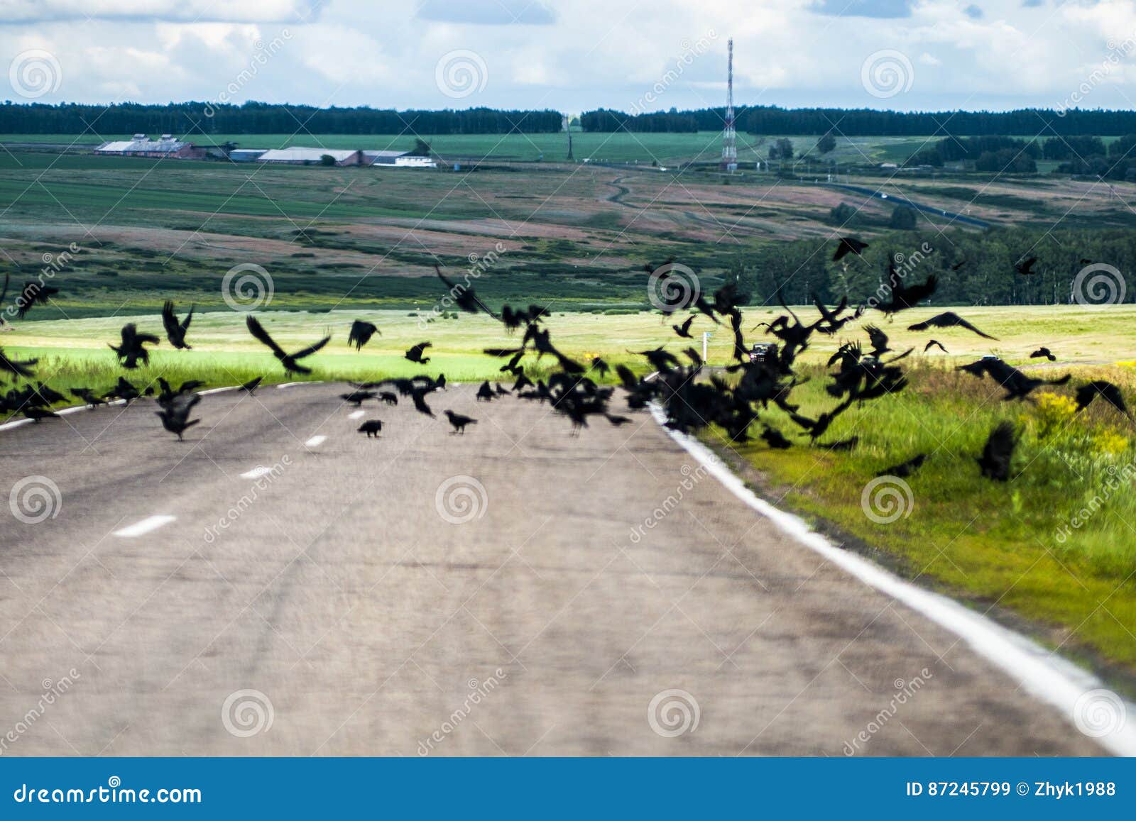 Flock of crows on the road stock image. Image of horizon - 87245799