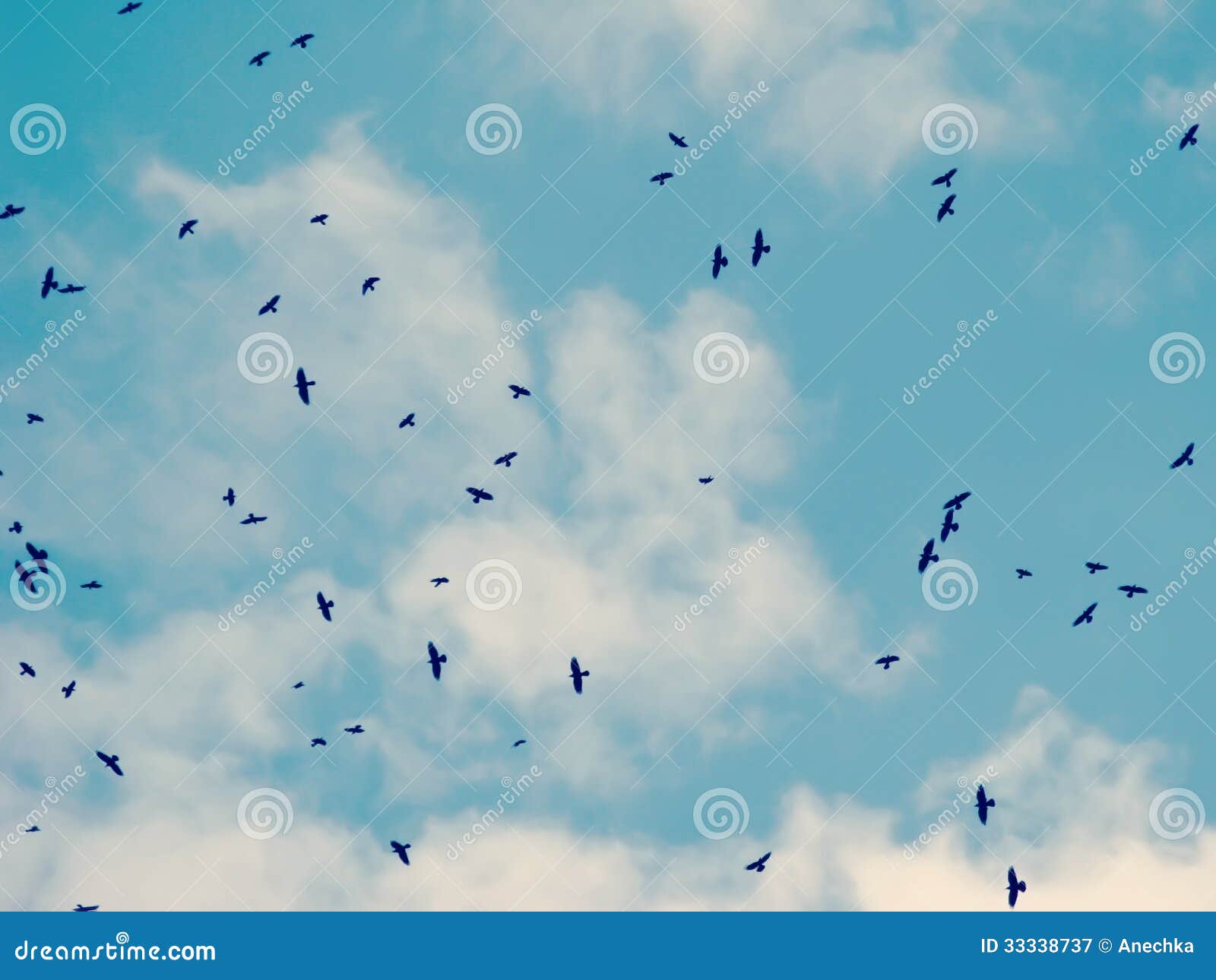 Flock of Crows stock image. Image of crow, blue, ravens - 33338737