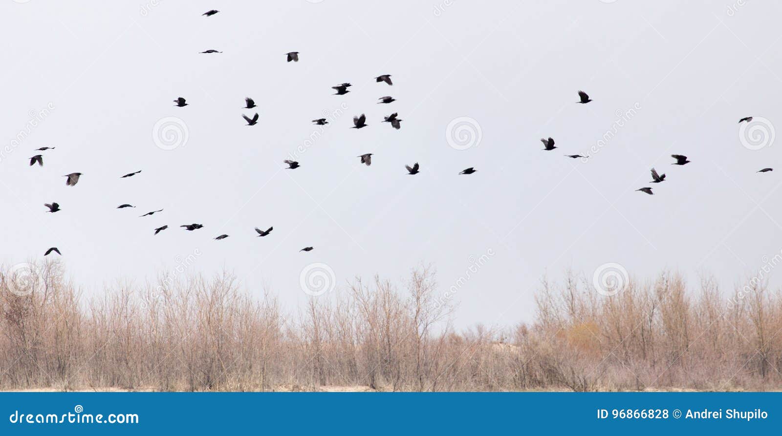 A Flock of Crows in the Sky on the Bare Branches of Trees Stock Photo ... A Flock of Crows in the Sky on the Bare Branches of Trees Stock Photo ...