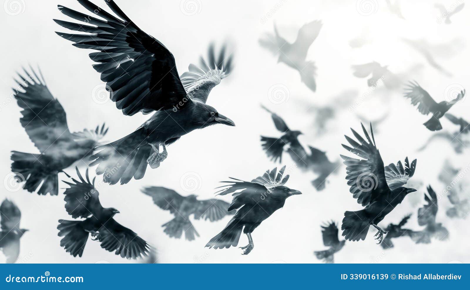 Flock of Crows Soaring, Wings Outspread Stock Illustration ...