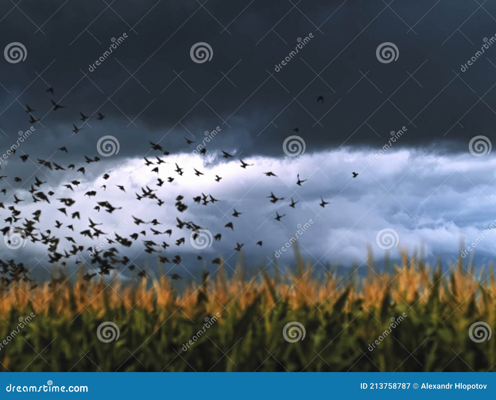 A Flock of Crows Takes Off Over the Field Stock Image - Image of ...