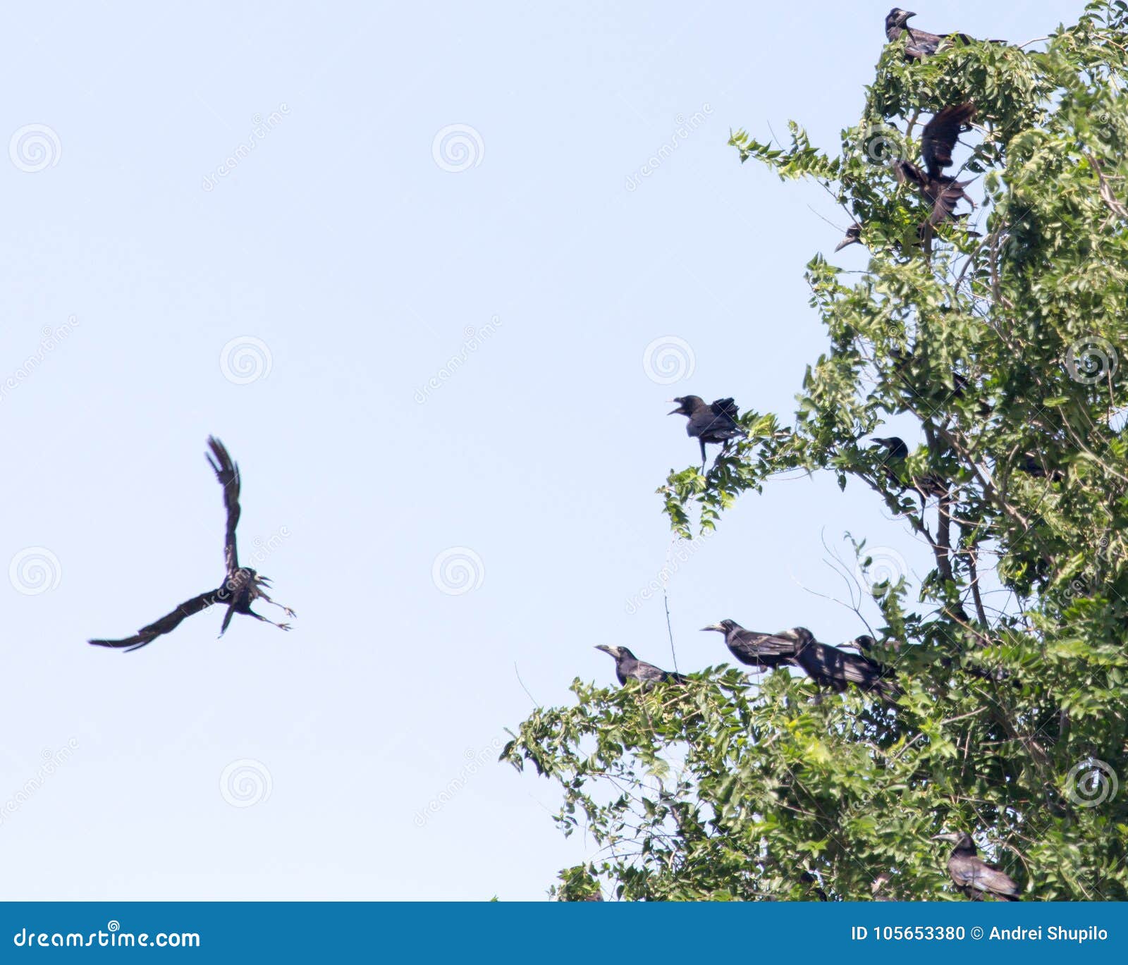 A flock of crows in a tree stock photo. Image of corvus - 105653380