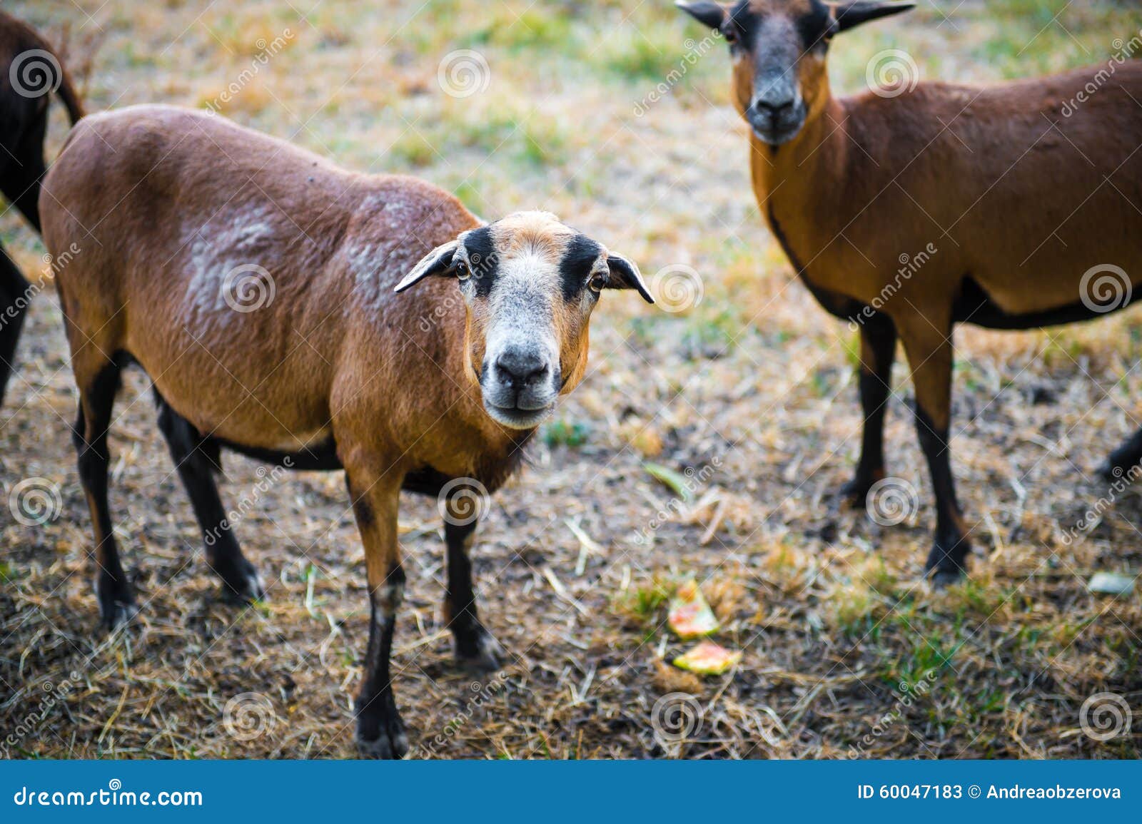 Flock Curious Barbado Blackbelly Sheep Photos - Free & Royalty-Free ...