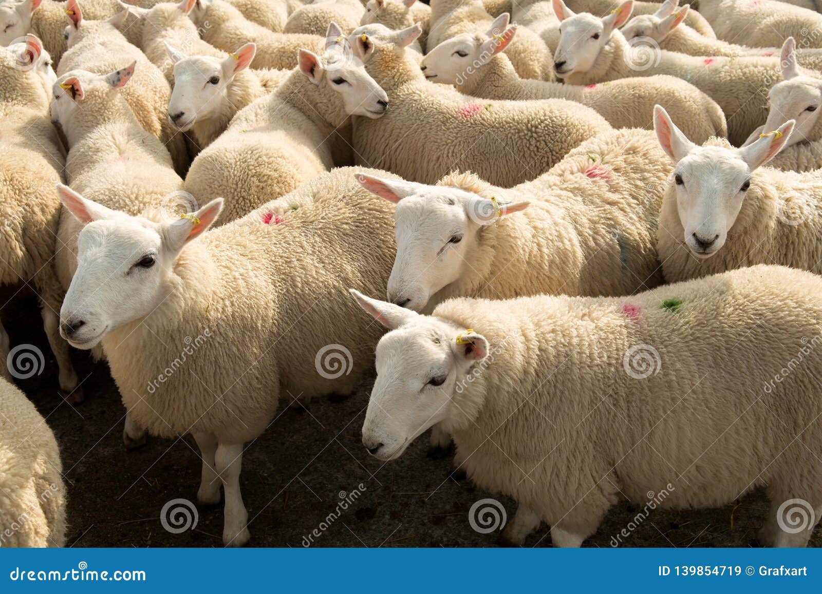 Flock of Curious White Sheep with Cosy Wool in Scotland Editorial Stock ...