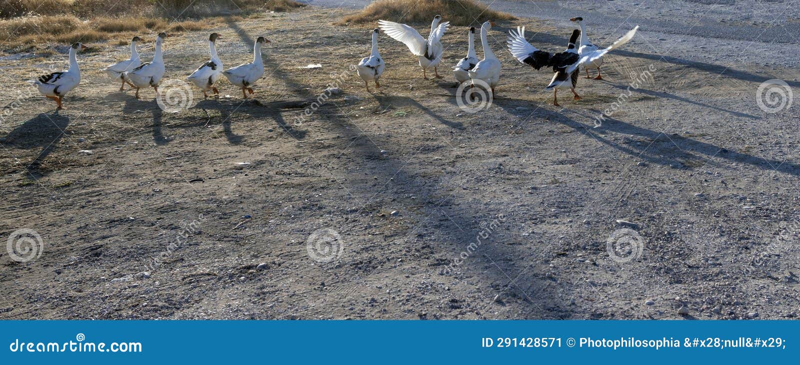 A Flock of Cute Geese with Their Shadows. Stock Image - Image of coast ...