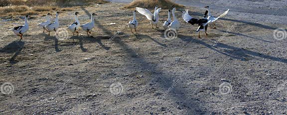 A Flock of Cute Geese with Their Shadows. Stock Image - Image of coast ...