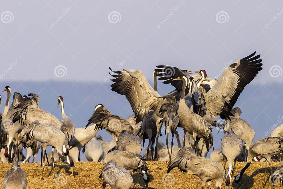 Flock of Dancing Cranes at Spring Editorial Stock Image - Image of wild ...