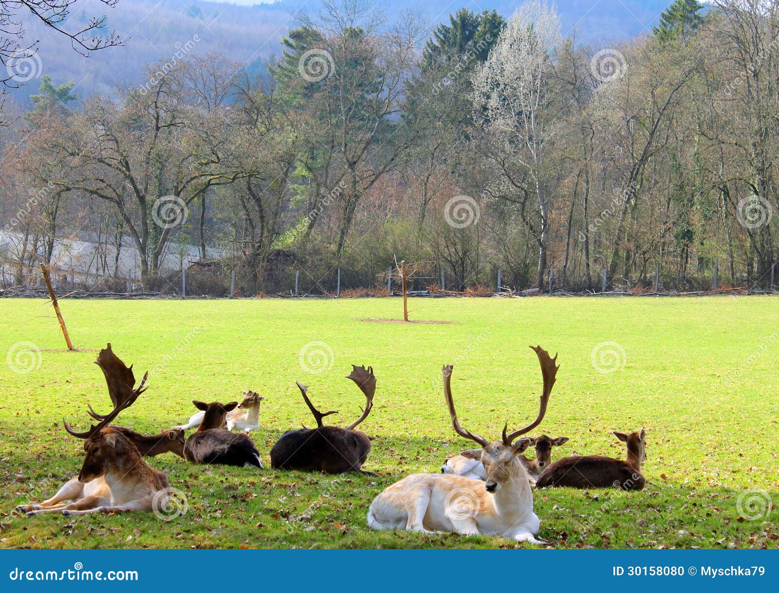 Deer Outdoors in Early Spring Stock Photo - Image of zoology, family ...