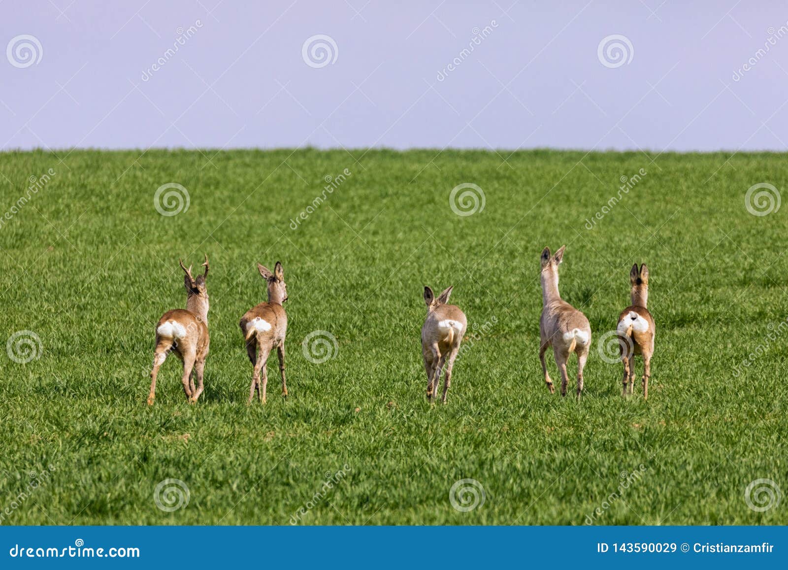 A Flock of Deer with Summer Grazing on Green Grass Stock Image - Image ...