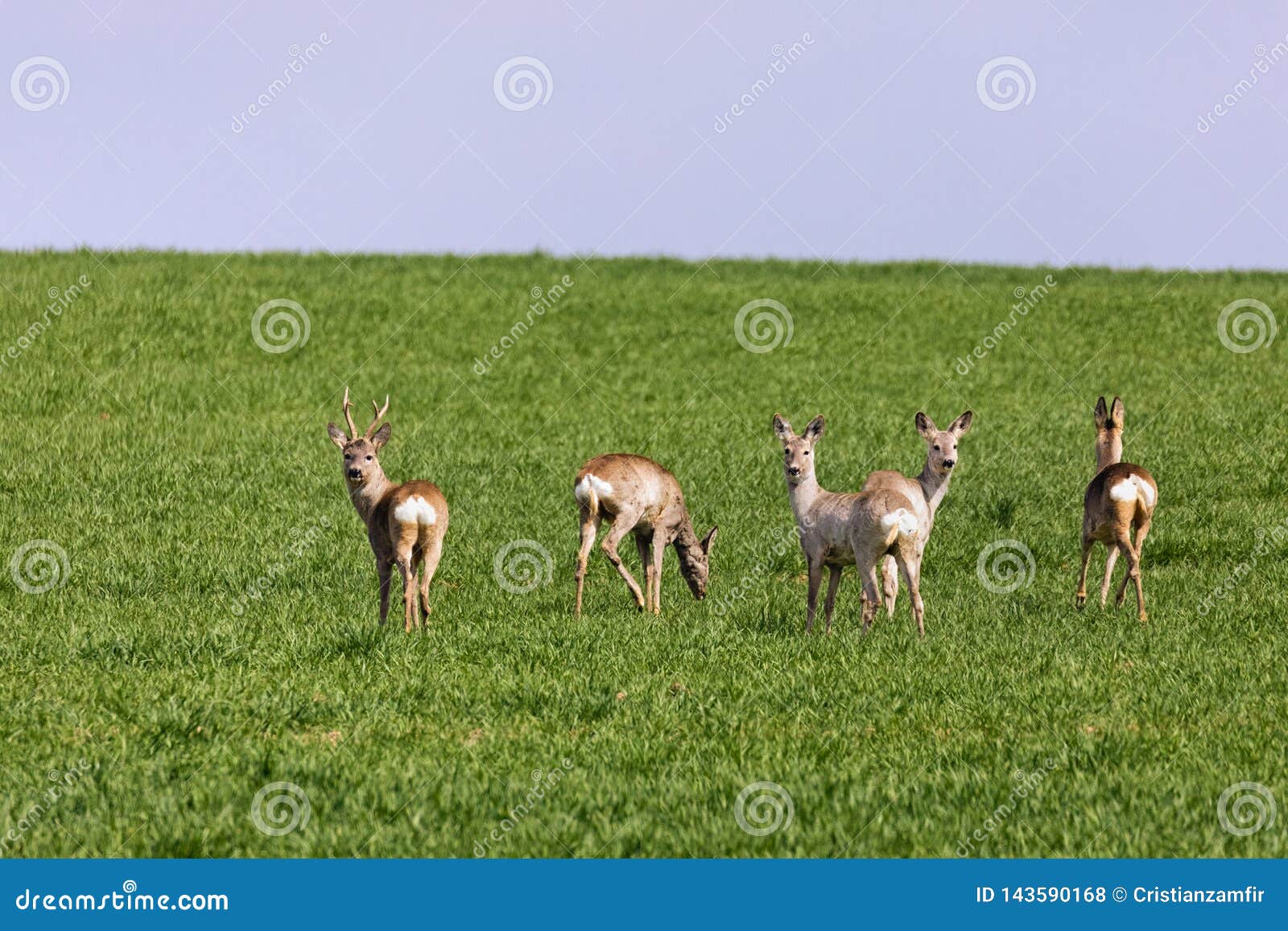 A Flock of Deer with Summer Grazing on Green Grass Stock Photo - Image ...