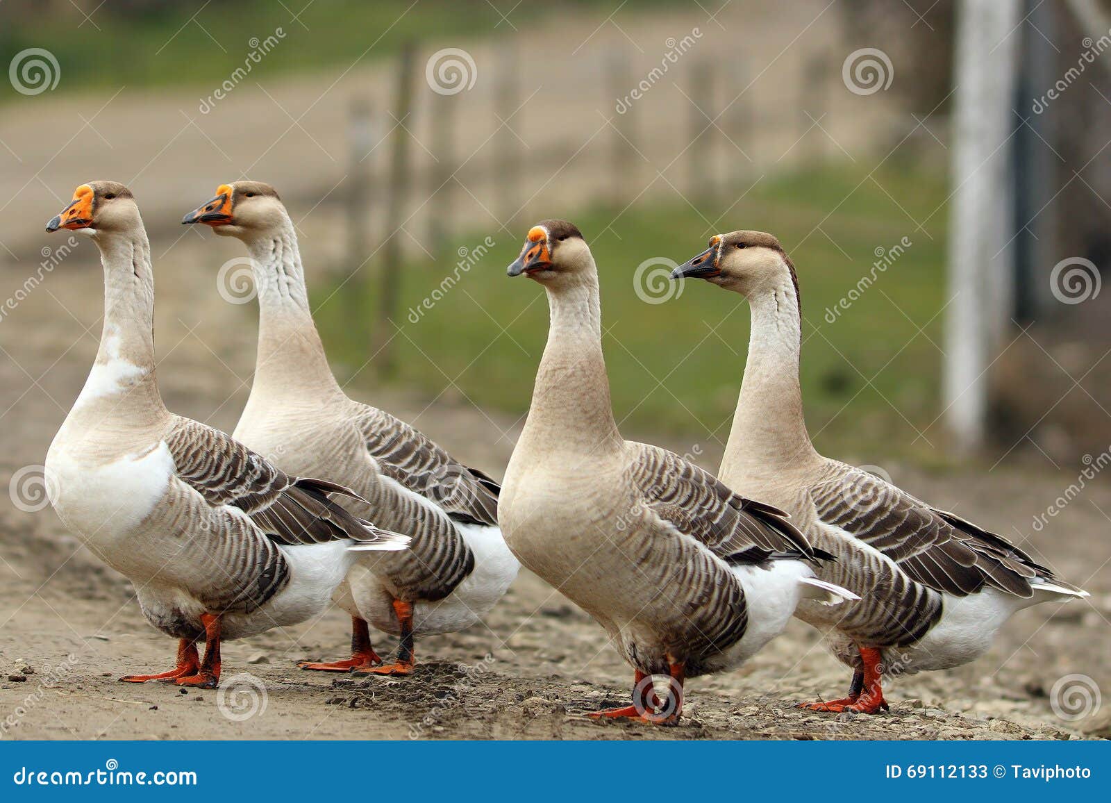 Flock of Domestic Geese on Rural Road Stock Image - Image of brown ...