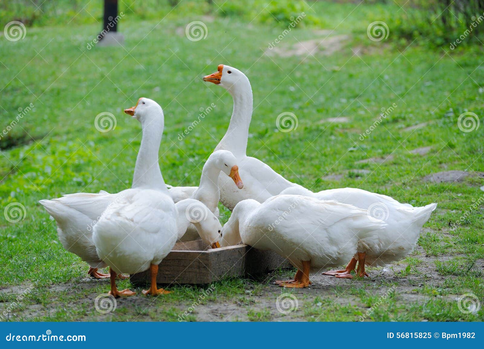 A flock of domestic geese stock image. Image of fowl - 56815825