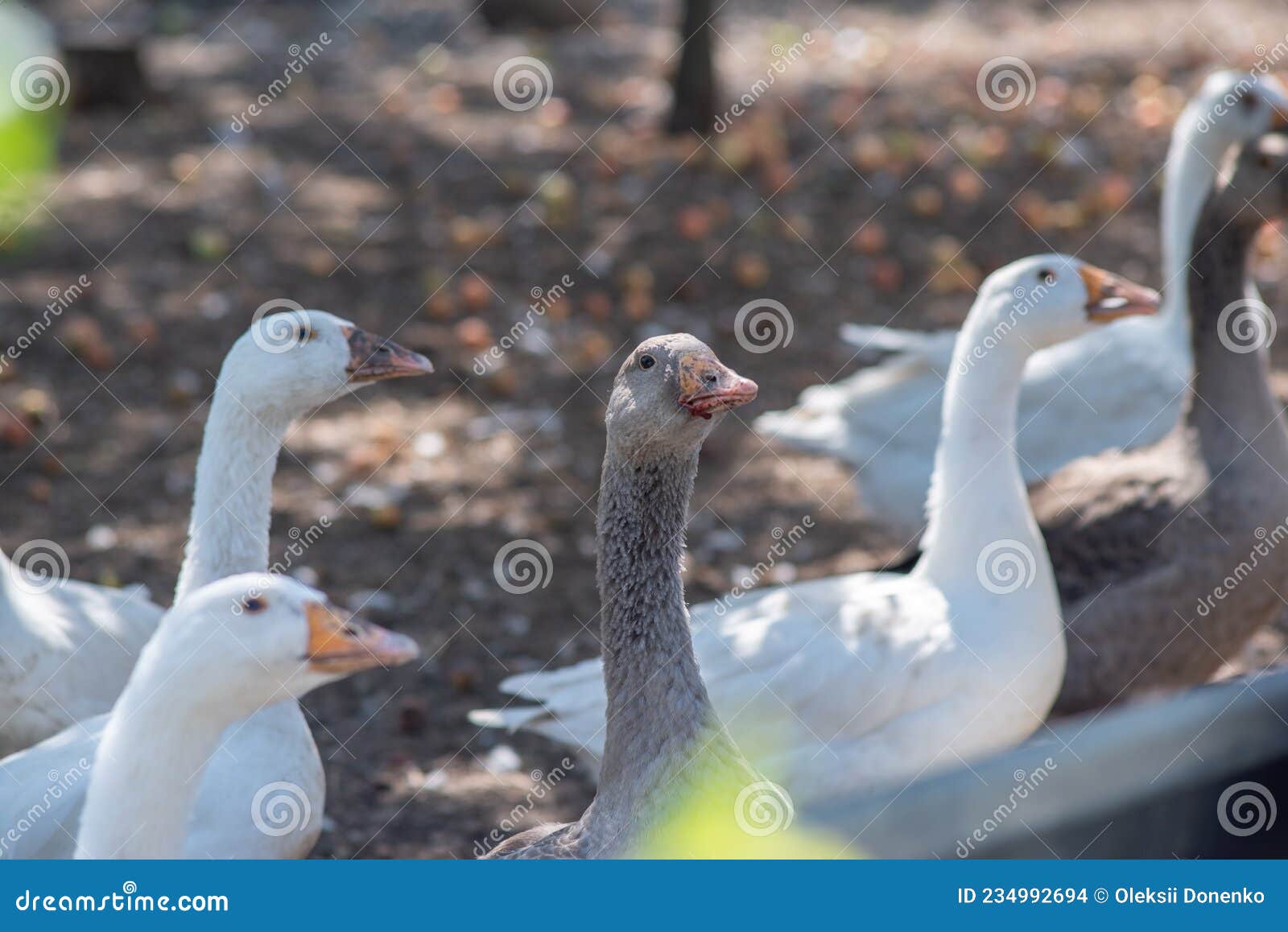 Flock of Domestic White Geese in the Village Stock Photo - Image of ...