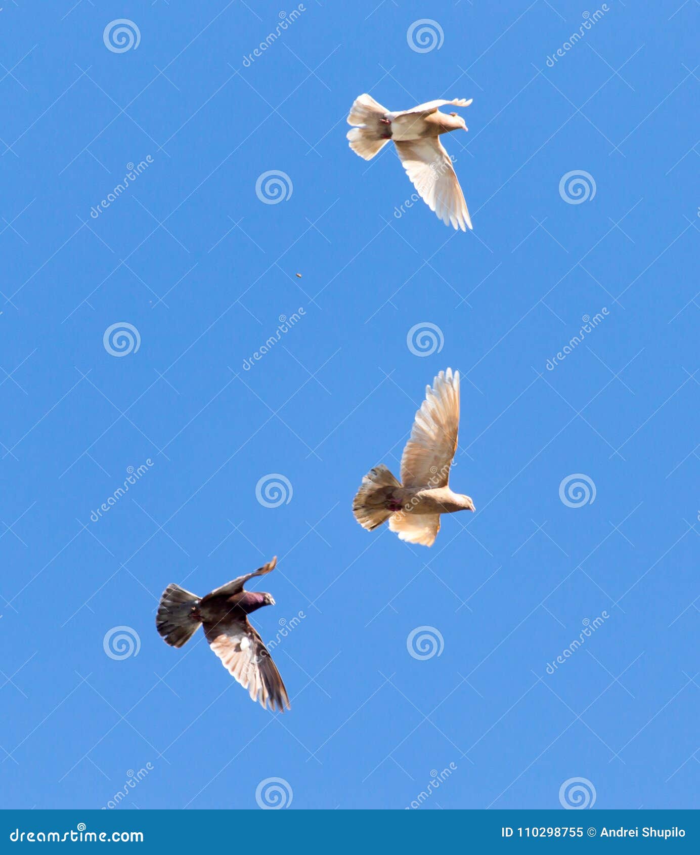 A Flock of Doves in Flight Against Blue Sky Stock Image - Image of ...