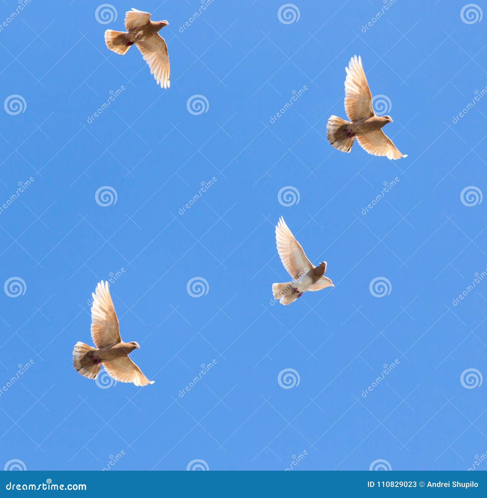 A Flock of Doves in Flight Against Blue Sky Stock Image - Image of ...