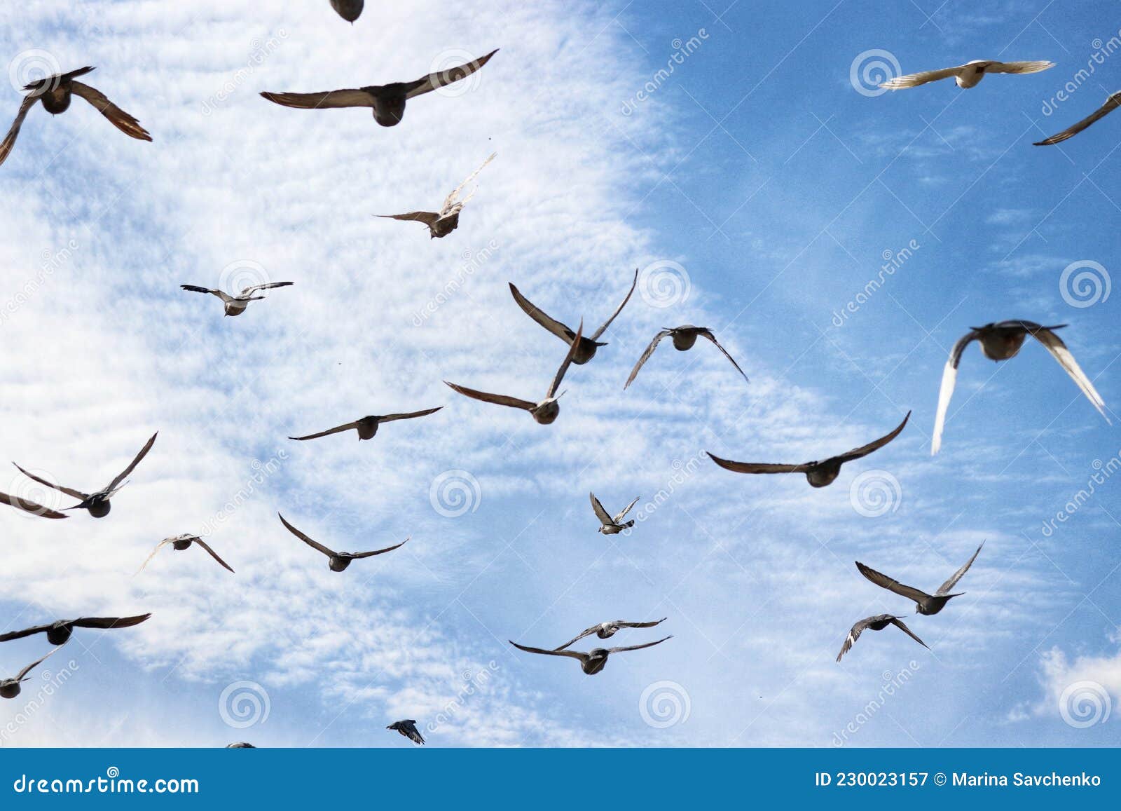 A Flock of Doves Flying in the Blue Sky with White Clouds Stock Image ...