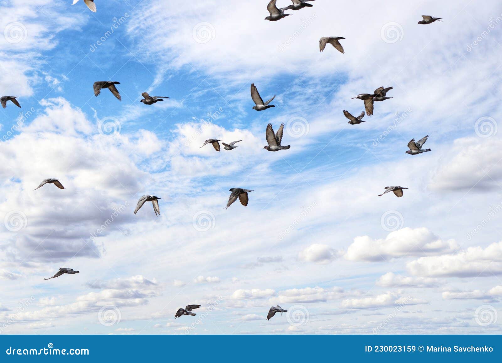 A Flock of Doves Flying in the Blue Sky with White Clouds Stock Image ...