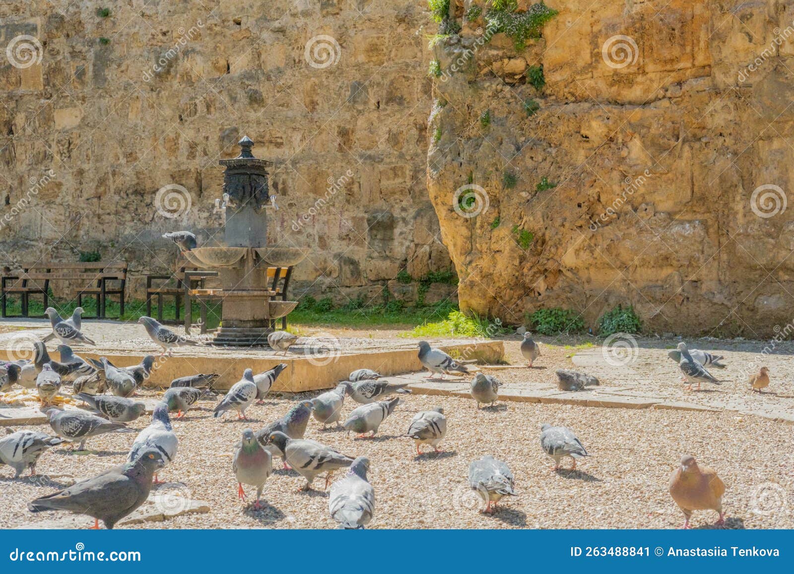 Flock of Doves Near an Ancient Stone Wall Stock Image - Image of summer ...