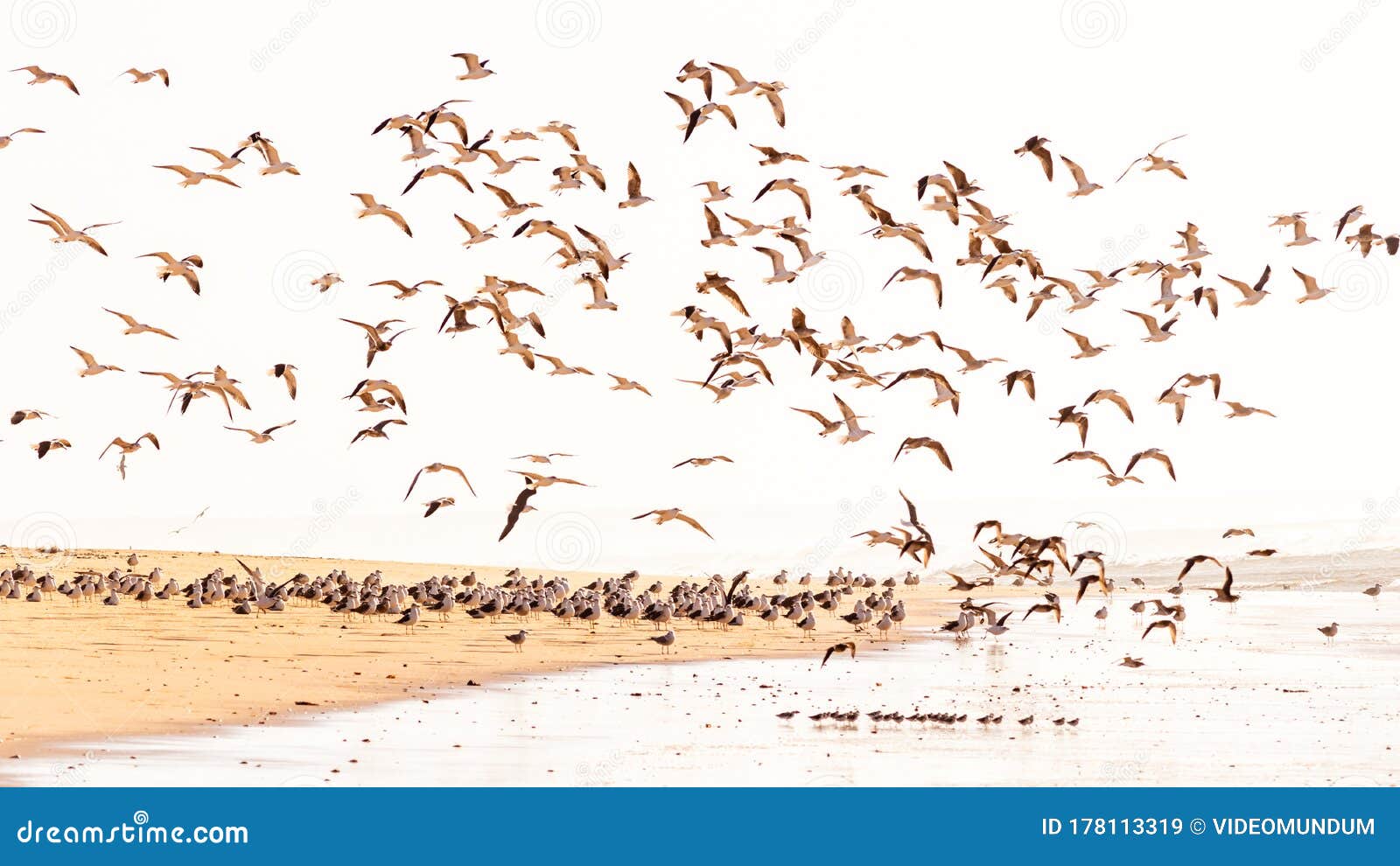 Flock of Doves Taking Off from a Sandy Beach Stock Image - Image of ...