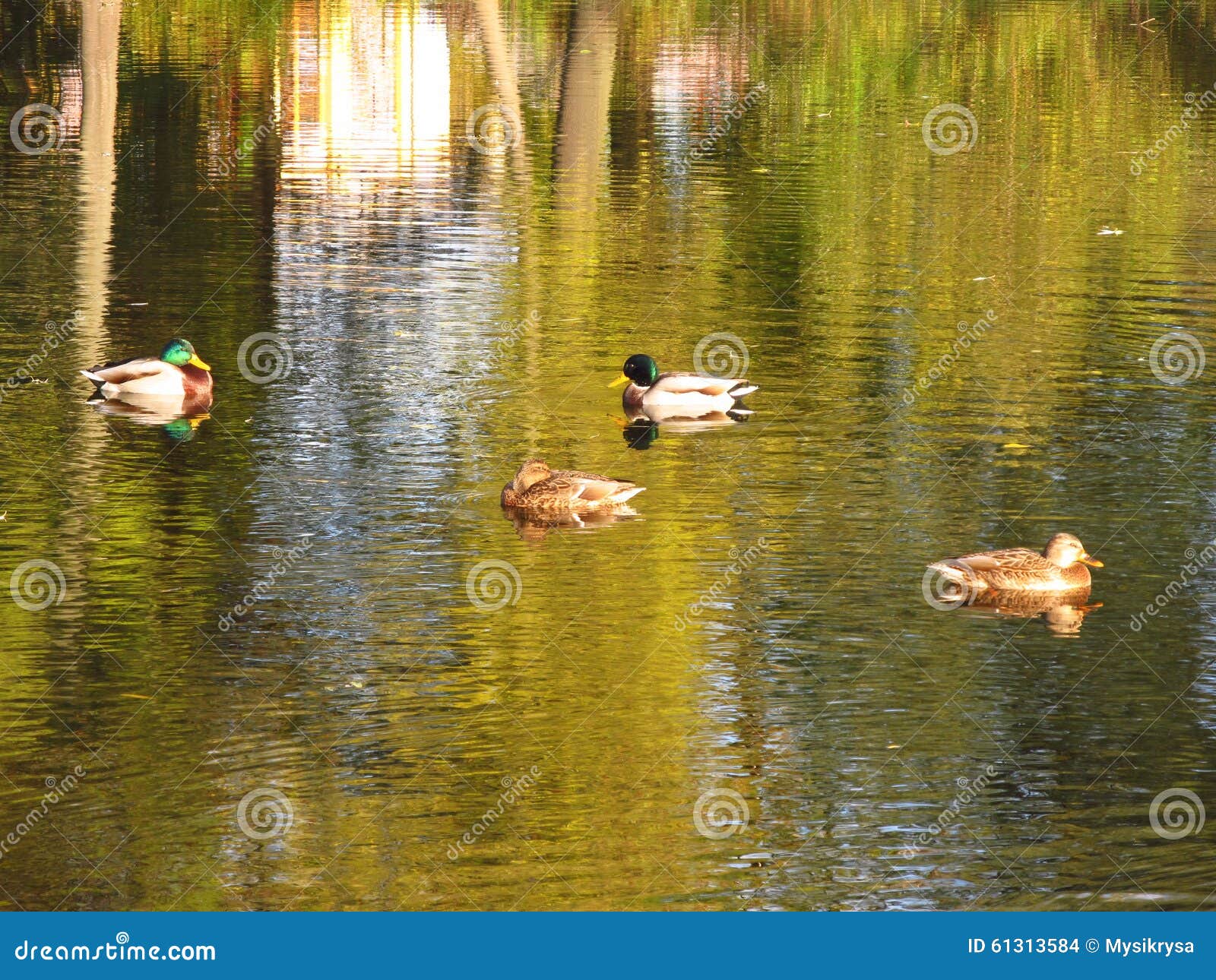 Flock of duck on the lake stock photo. Image of ducks - 61313584