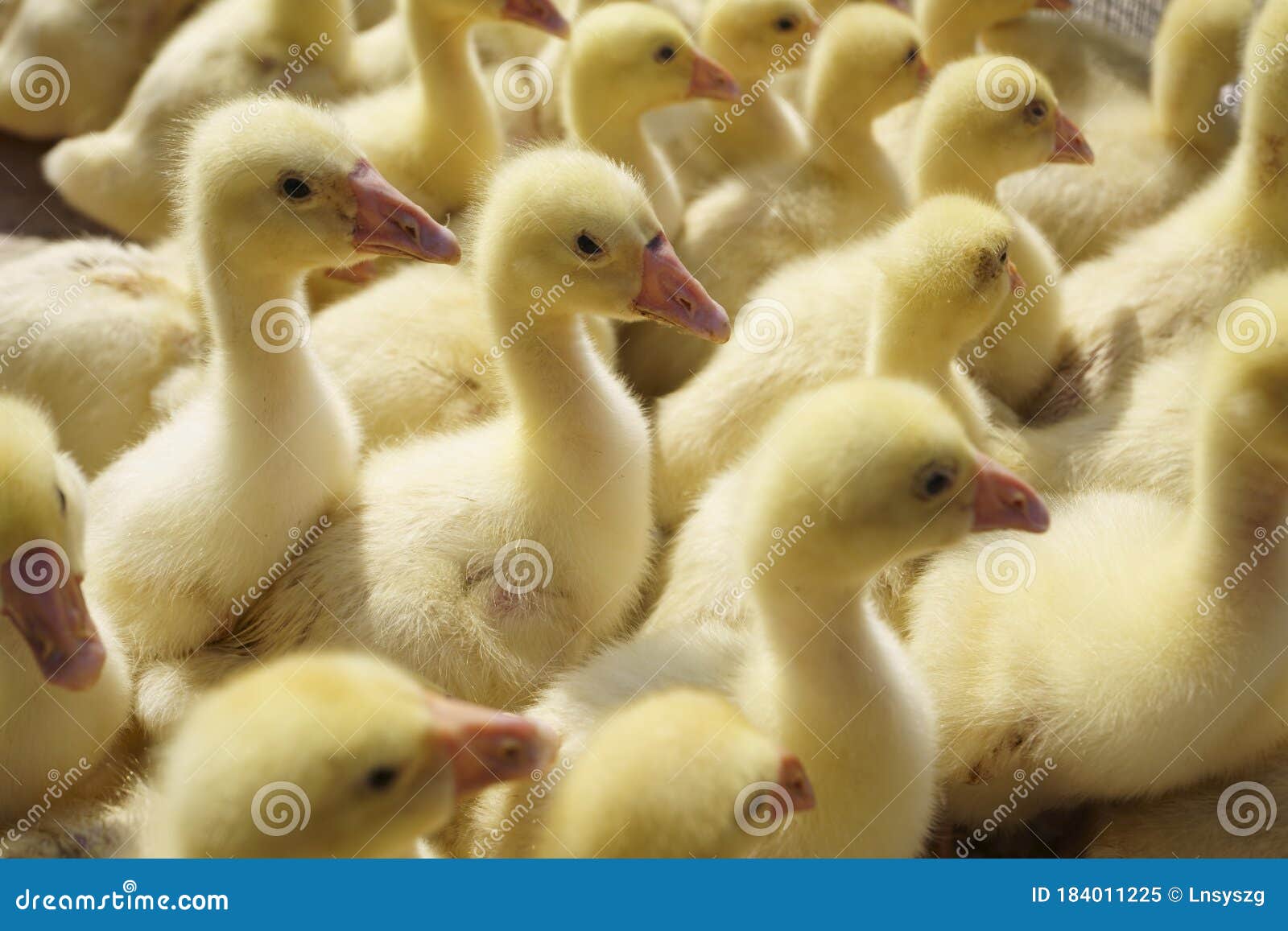 A little duck with fluff stock image. Image of flock - 184011225