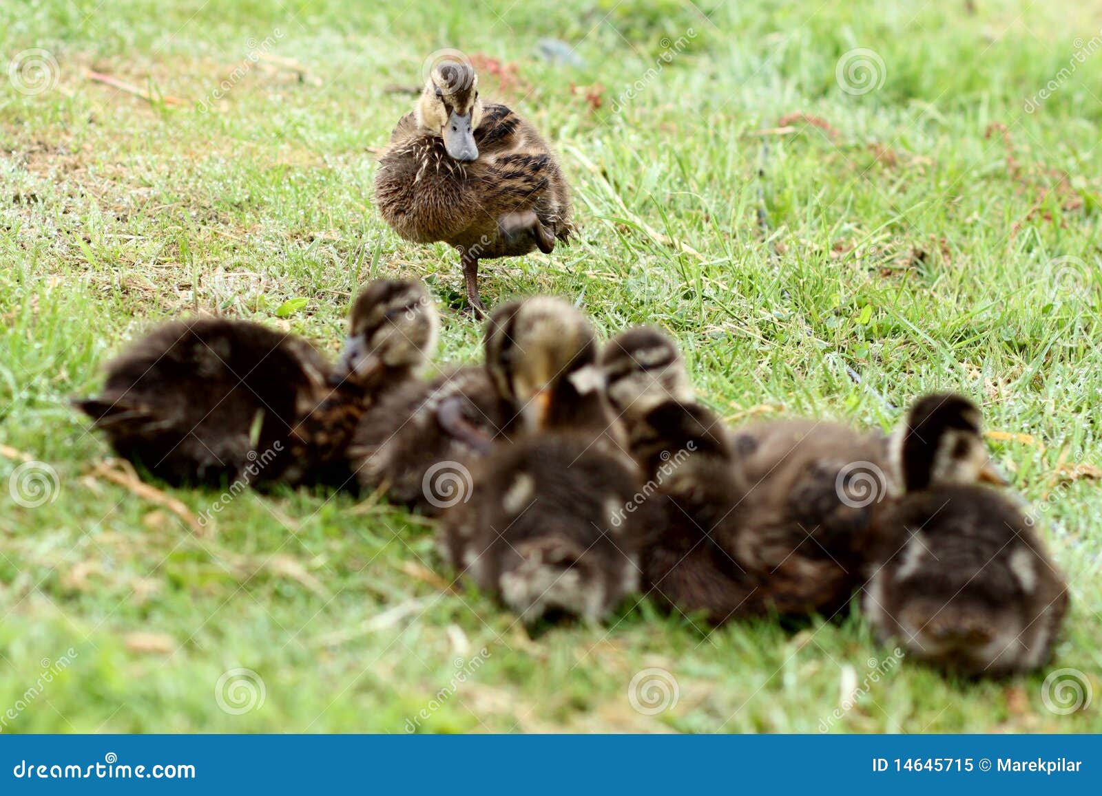 Flock of ducks stock image. Image of birds, nature, bevy - 14645715