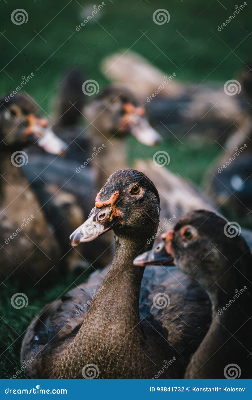Flock of ducks in backyard stock photo. Image of household - 98841732