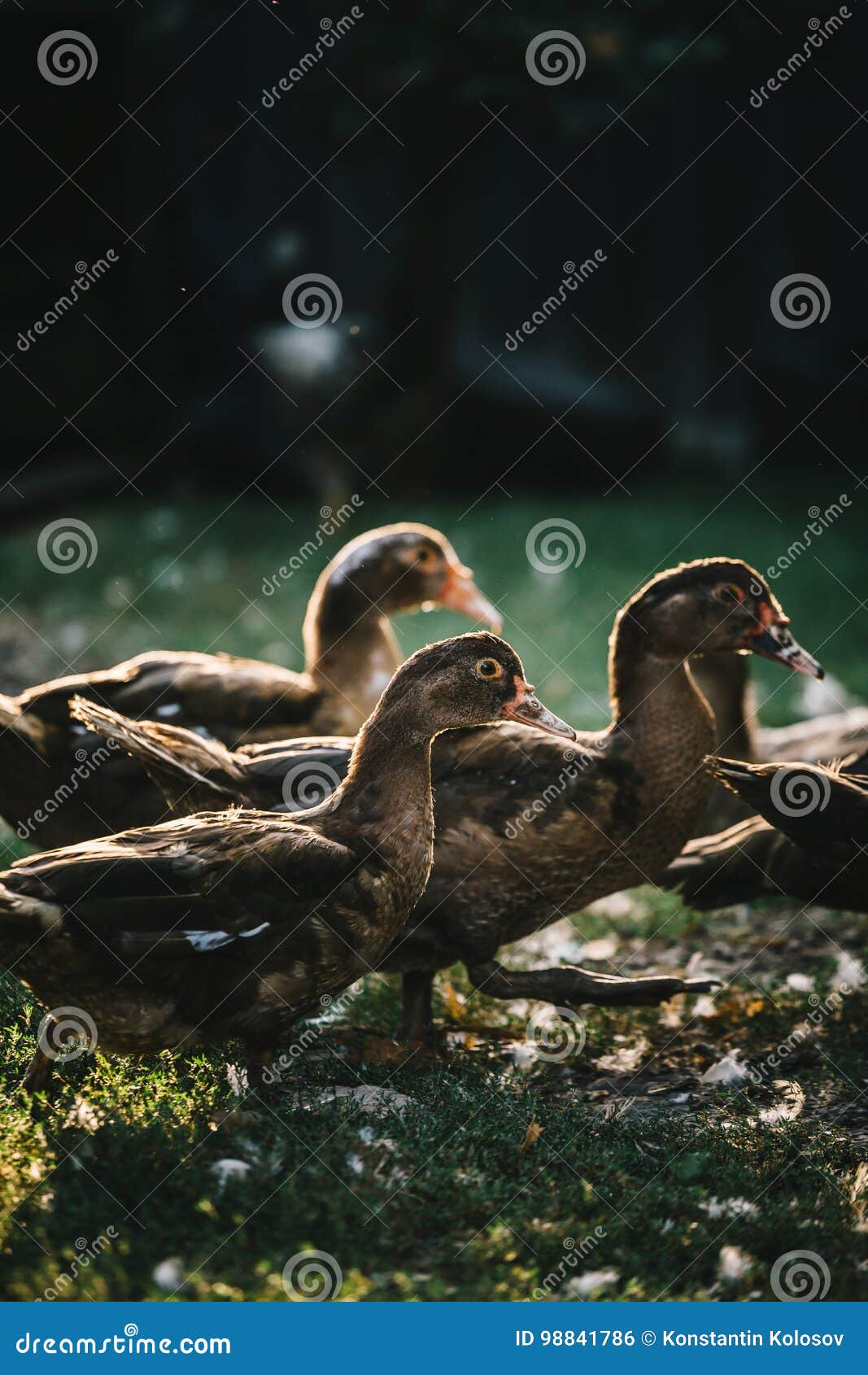 Flock of ducks in backyard stock photo. Image of animals - 98841786