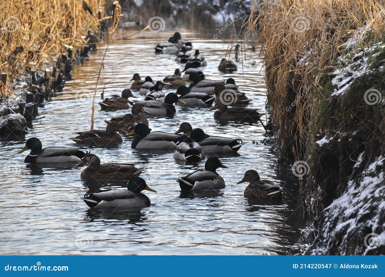 A Flock of Ducks Birds Swims in a Stream in the Channel Stock Image ...
