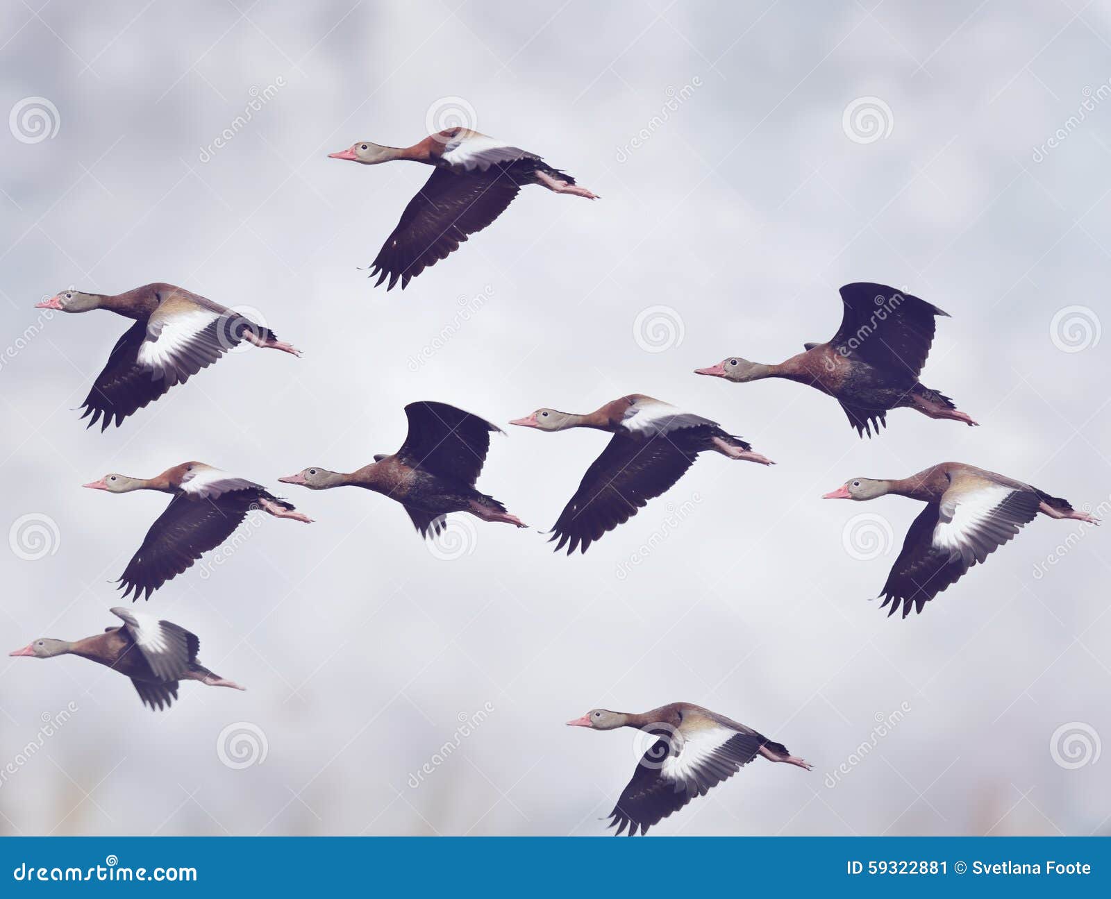 Flock of Ducks stock image. Image of bird, whistling - 59322881