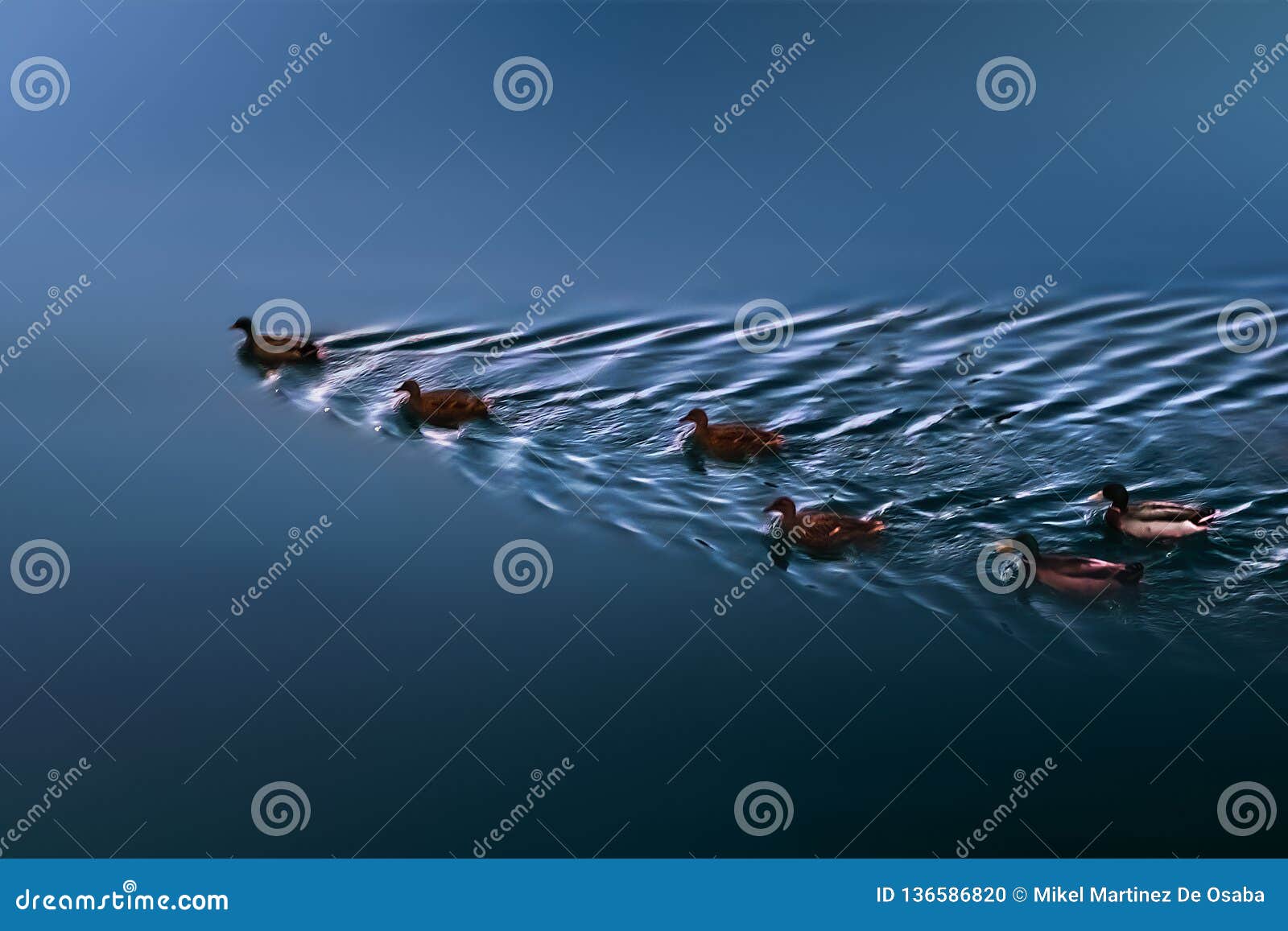 Flock of ducks stock photo. Image of water, duck, idyllic - 136586820