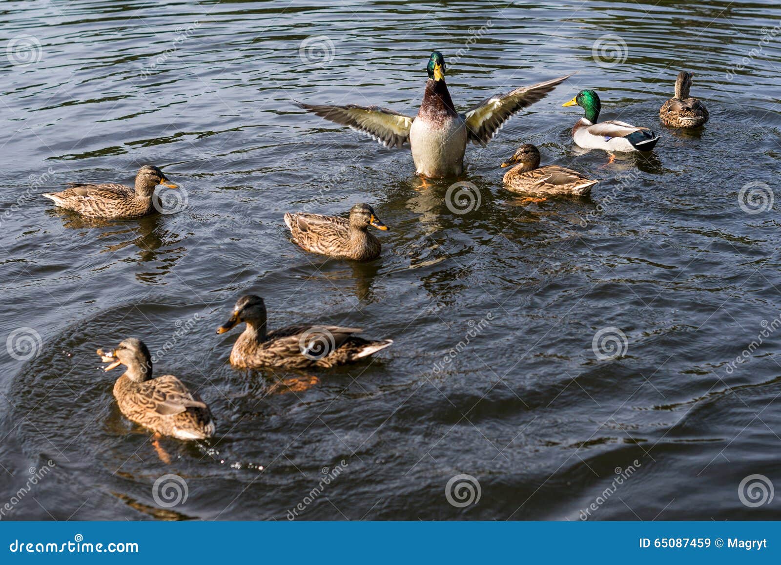 Flock Ducks Catch Bread Blue Lake Water Sunny Day Photos - Free ...