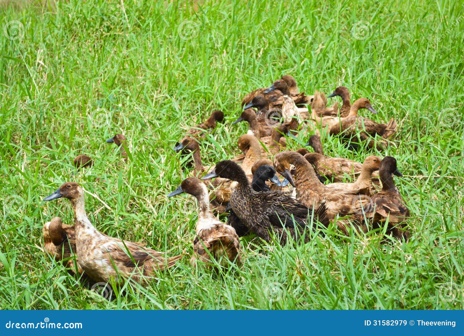 Flock of ducks stock image. Image of reed, brood, grass - 31582979