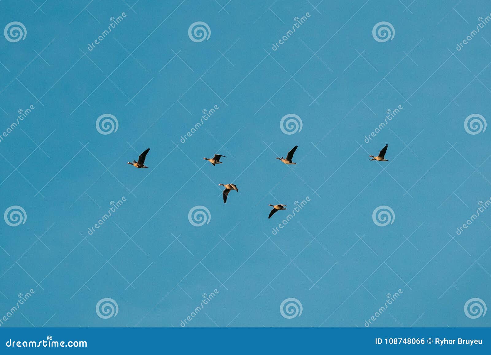 Flock of Ducks Flies in V-formation Flying in Sunny Blue Autumn Stock ...