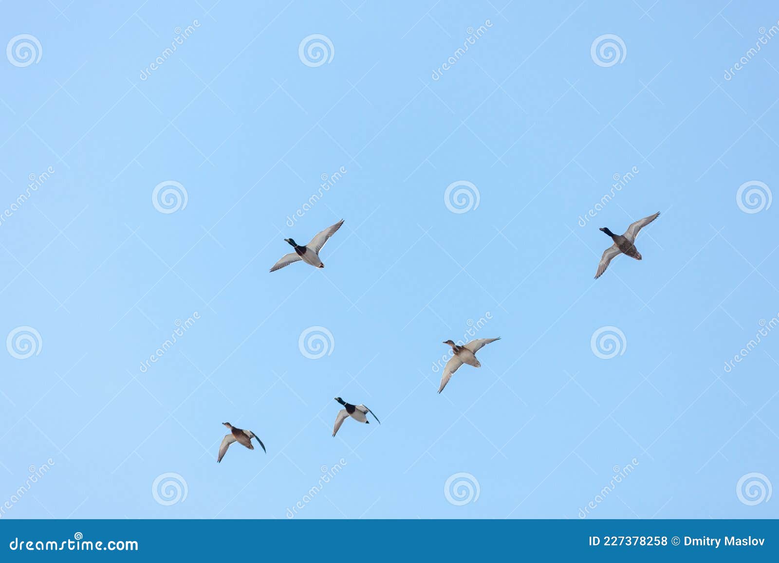 Flock of ducks in flight stock photo. Image of wildlife - 227378258
