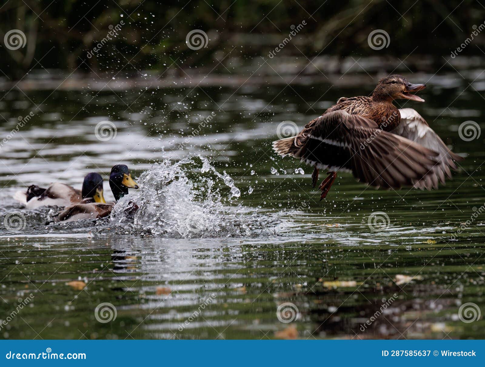 Flock of Ducks Floating in a Tranquil Pond Stock Image - Image of ...