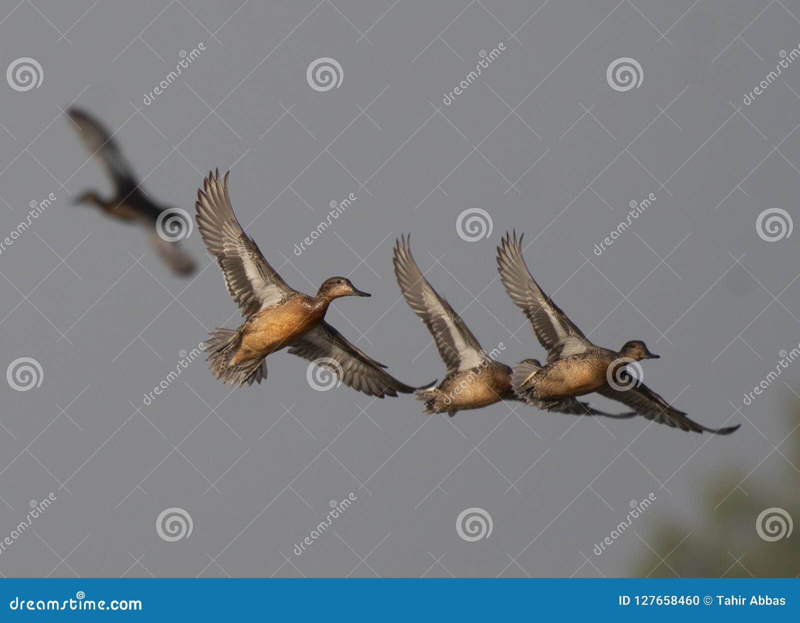 Flock of ducks stock photo. Image of flock, bird, leadership - 127658460