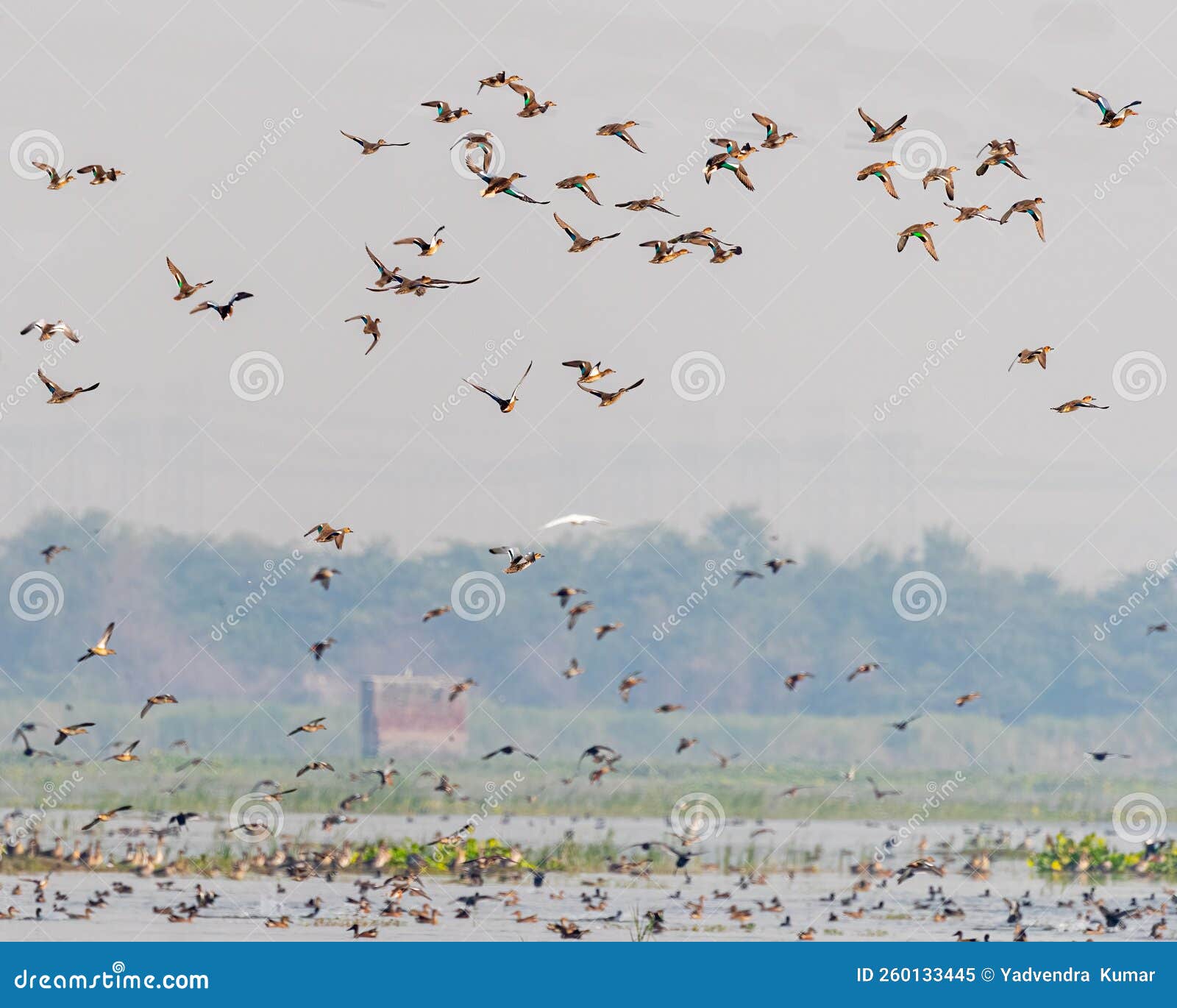 A flock of Ducks flying stock image. Image of silhouette - 260133445