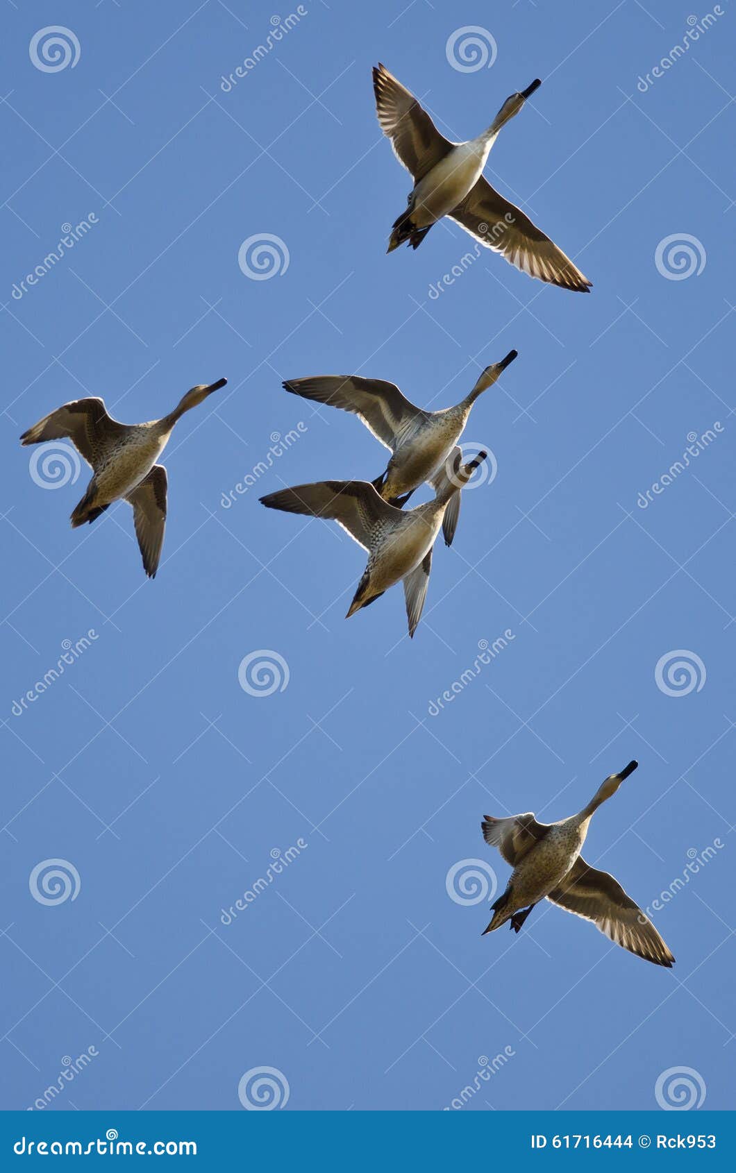 Flock of Ducks Flying in a Blue Sky Stock Photo - Image of flying, blue ...